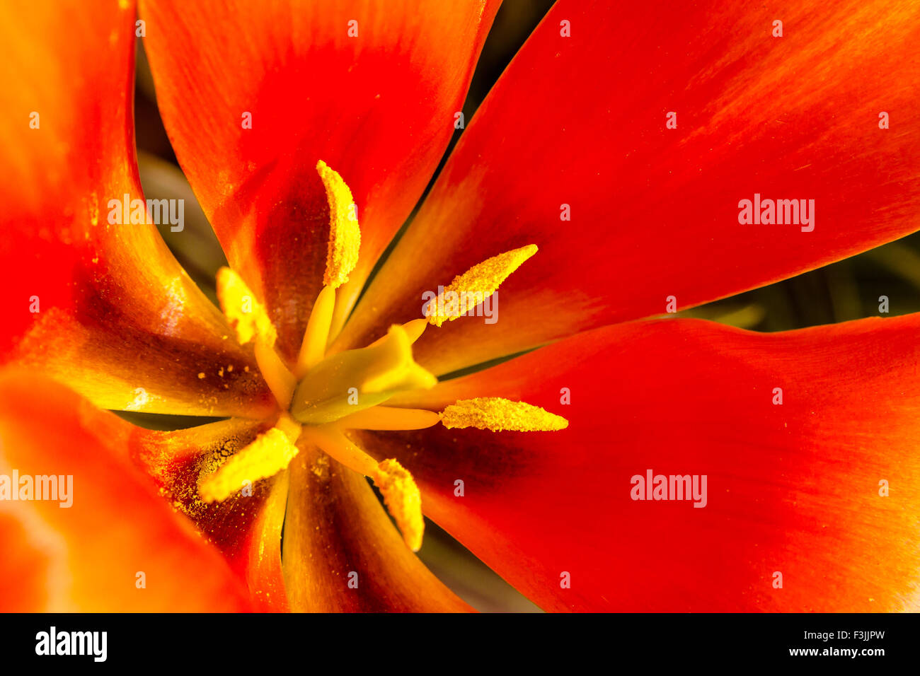 Flower, Beautiful, Detail, colour, color, colourful, colorful, colors ...