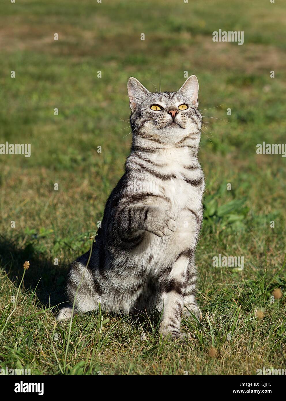 Wild cat in green grass background on cloudy day, cat playing outside ...