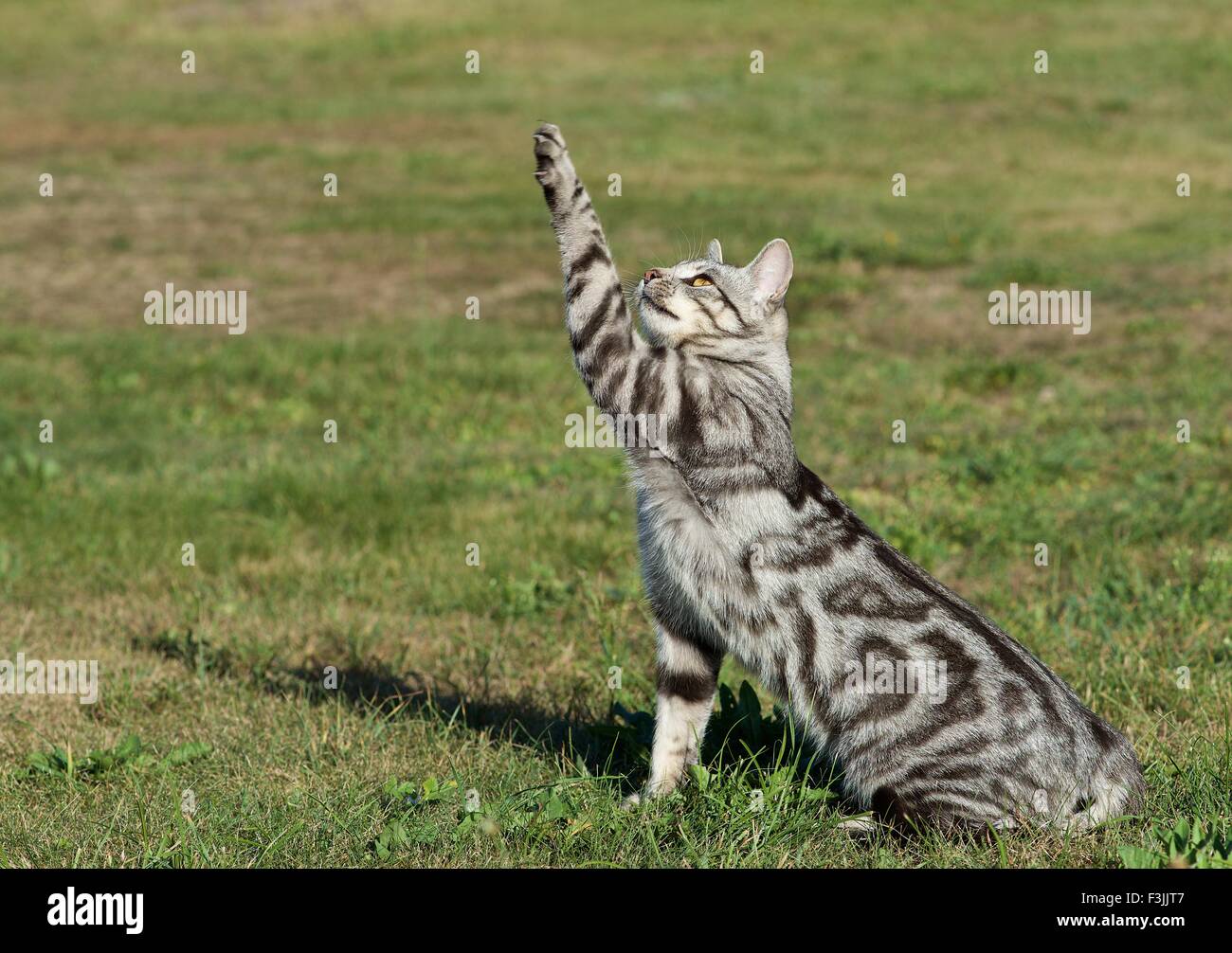 Wild cat in green grass background on cloudy day, cat playing outside ...