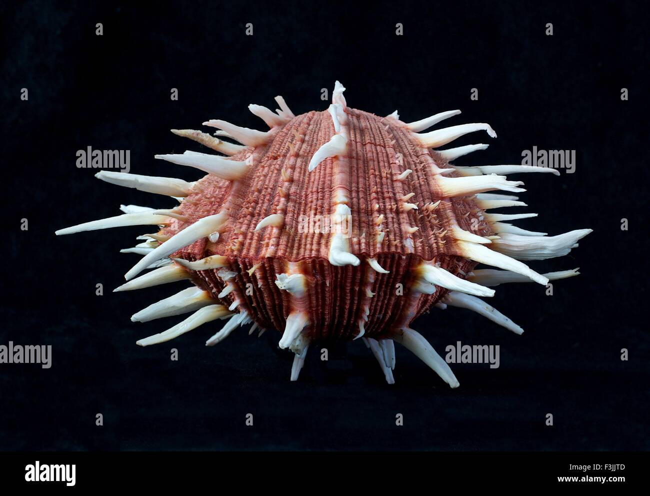 Nice seashell spondylus regius in black dark background, ocean, close ...