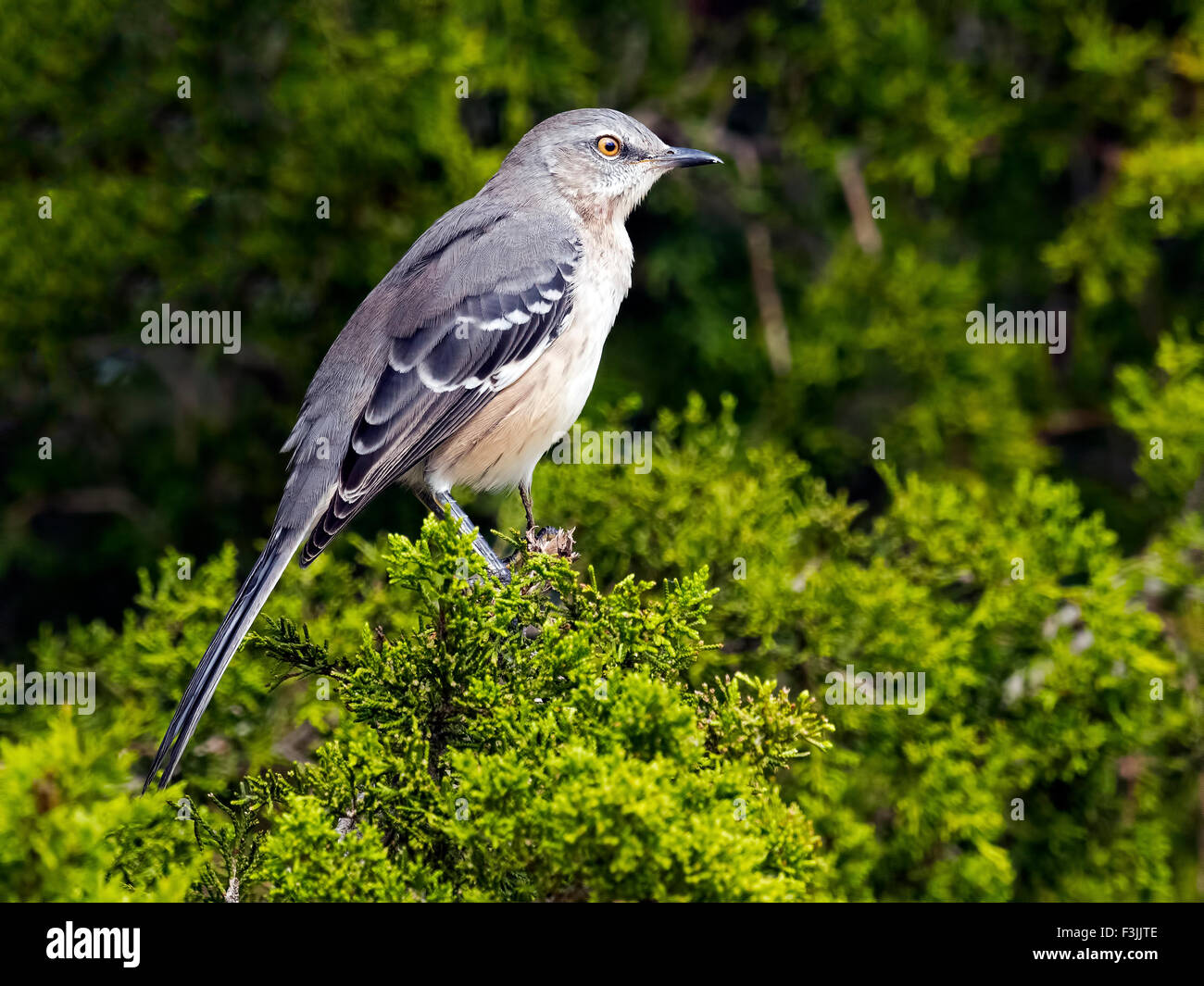 Mockingbird hi-res stock photography and images - Alamy