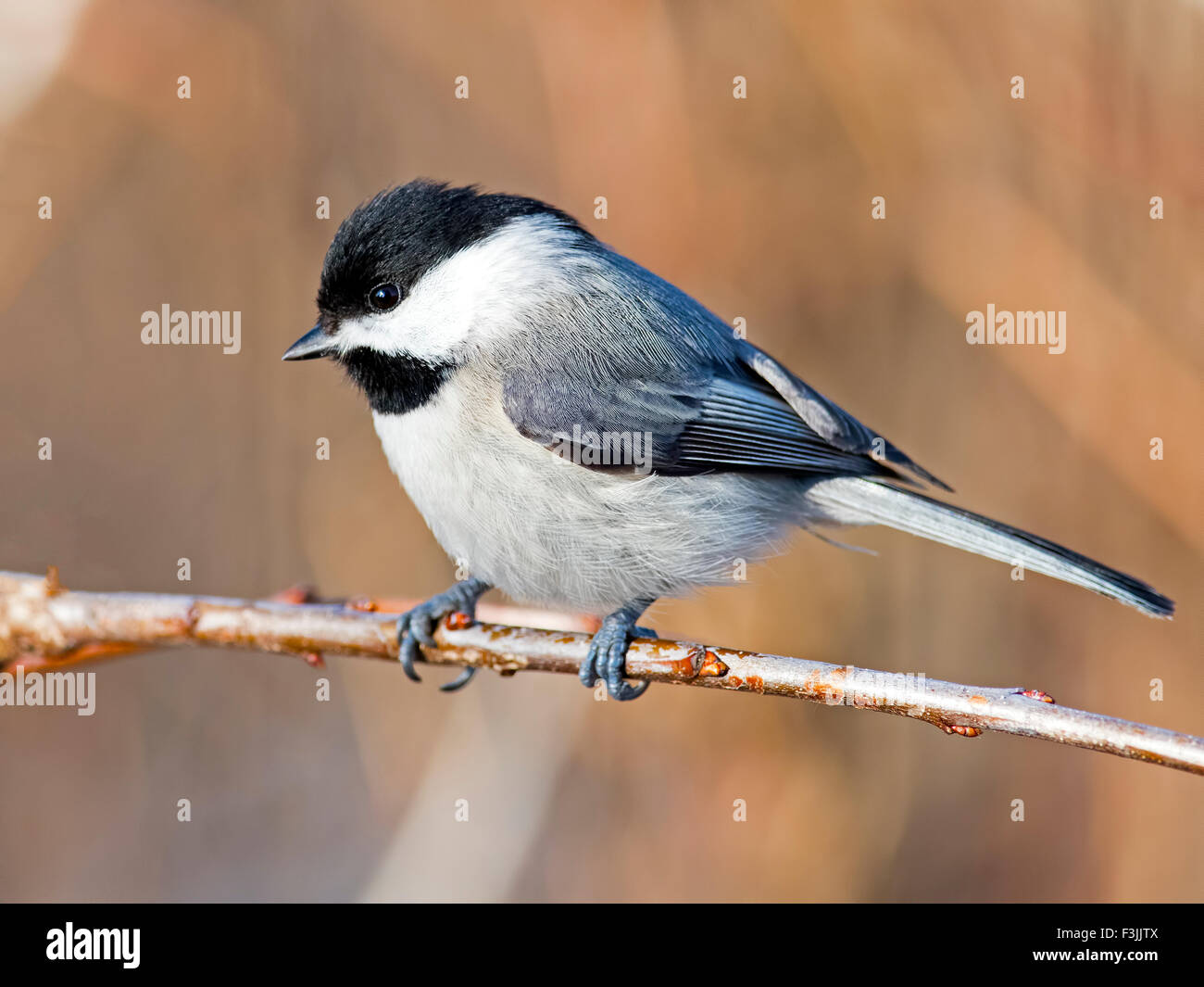 Carolina chickadee hi-res stock photography and images - Alamy