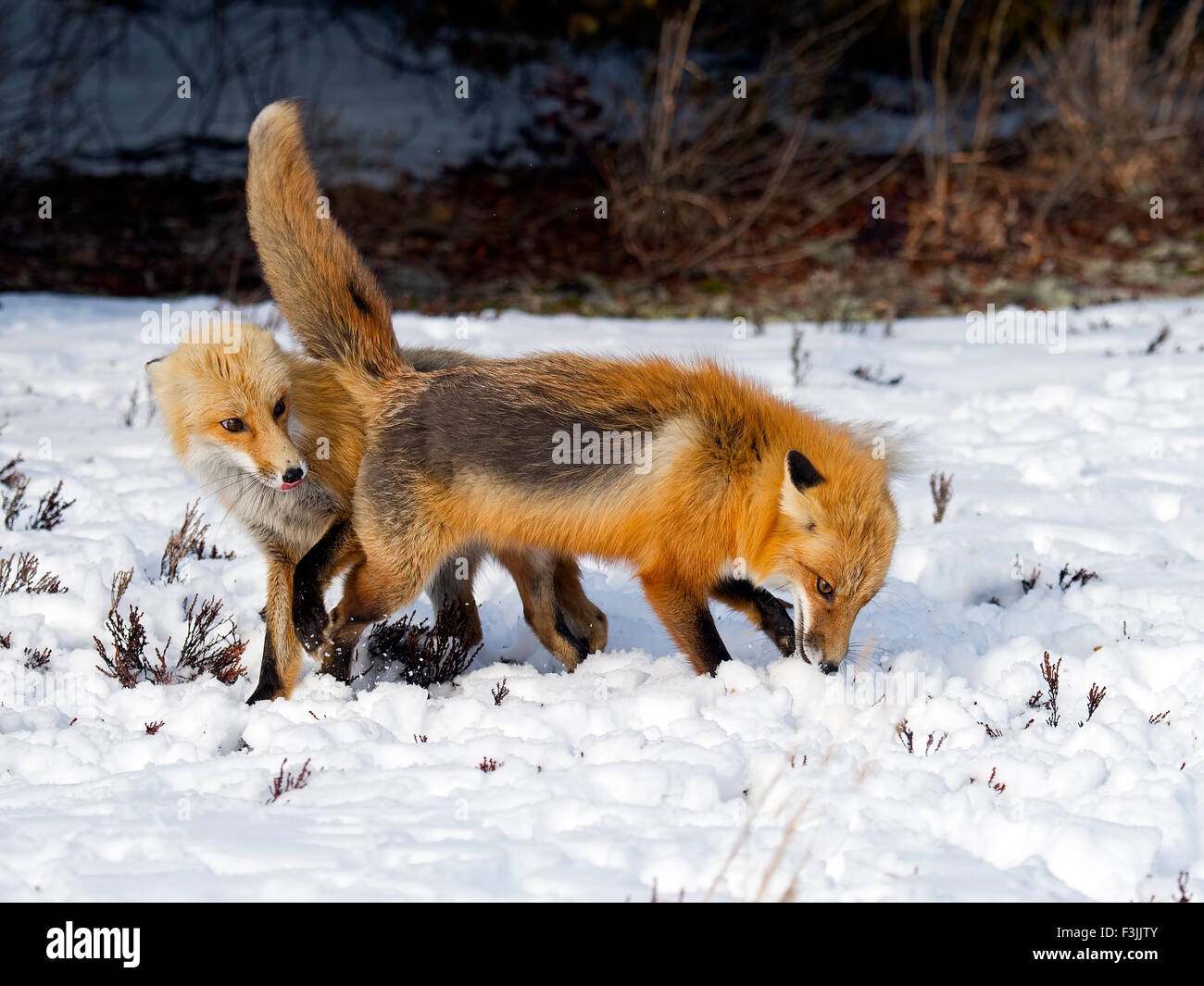Red Foxes Fighting / Playing in the Snow Stock Photo - Alamy