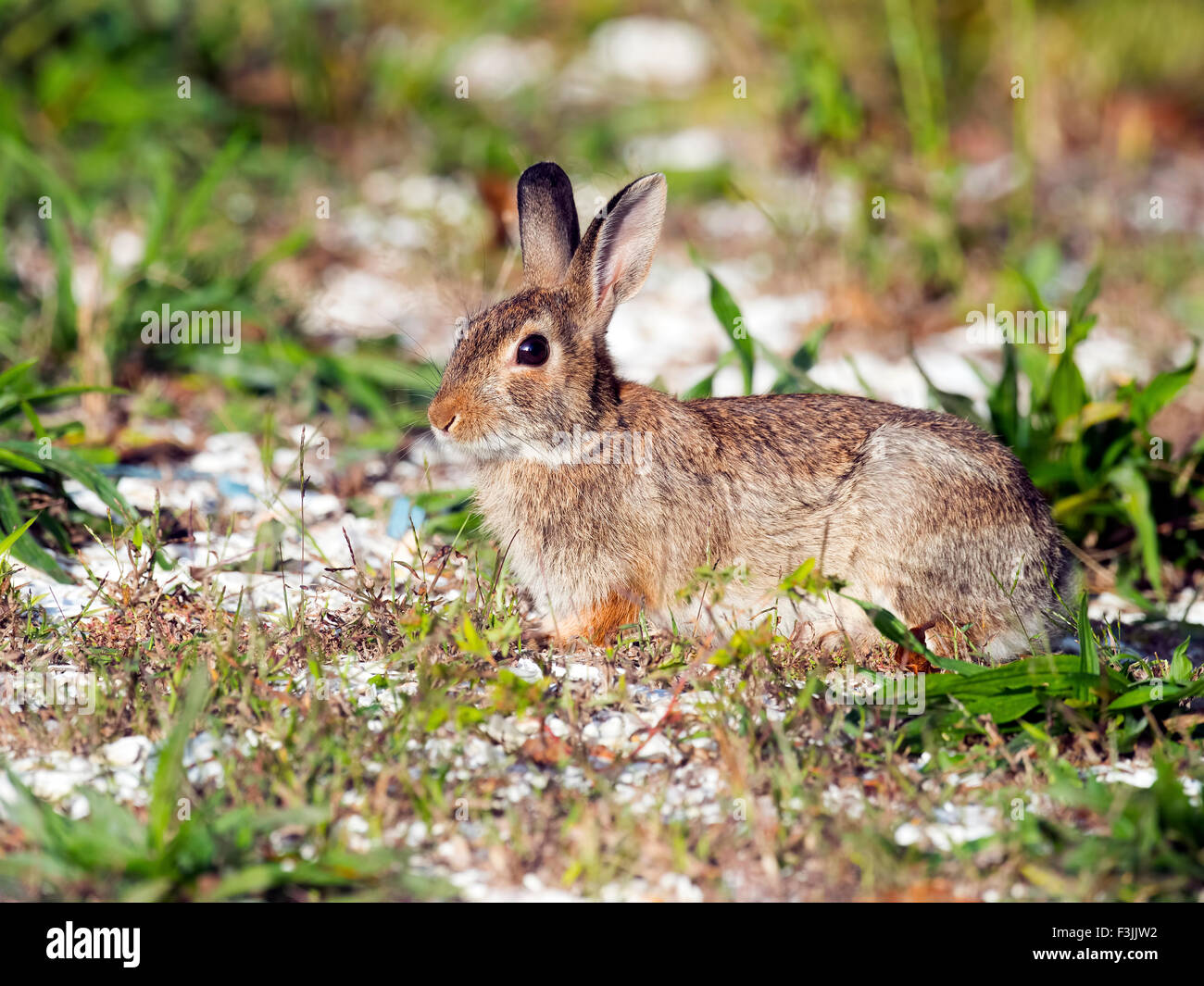 Cottontail Rabbit High Resolution Stock Photography and Images - Alamy