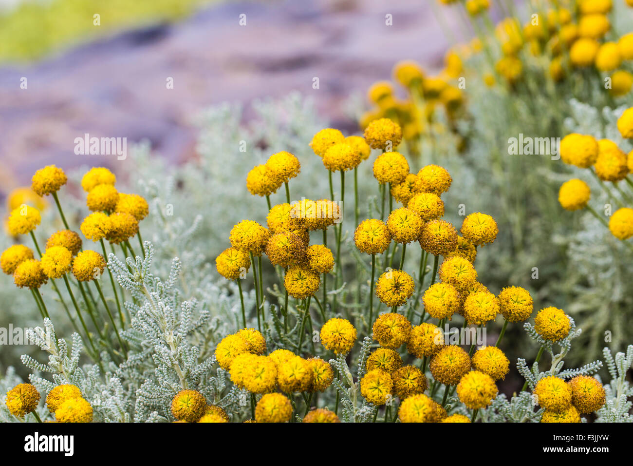 Flower of the Canary Islands Stock Photo - Alamy