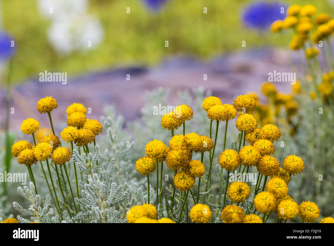 Flower of the Canary Islands Stock Photo - Alamy