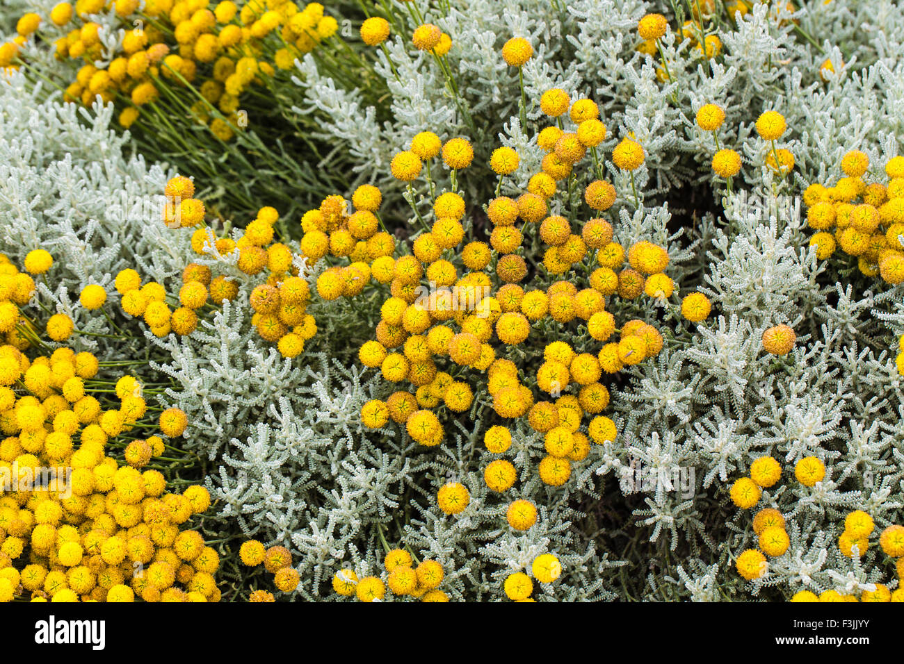 Flower of the Canary Islands Stock Photo - Alamy