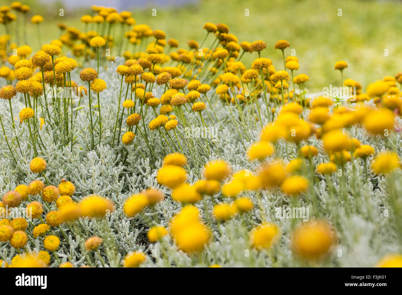 Flower of the Canary Islands Stock Photo - Alamy
