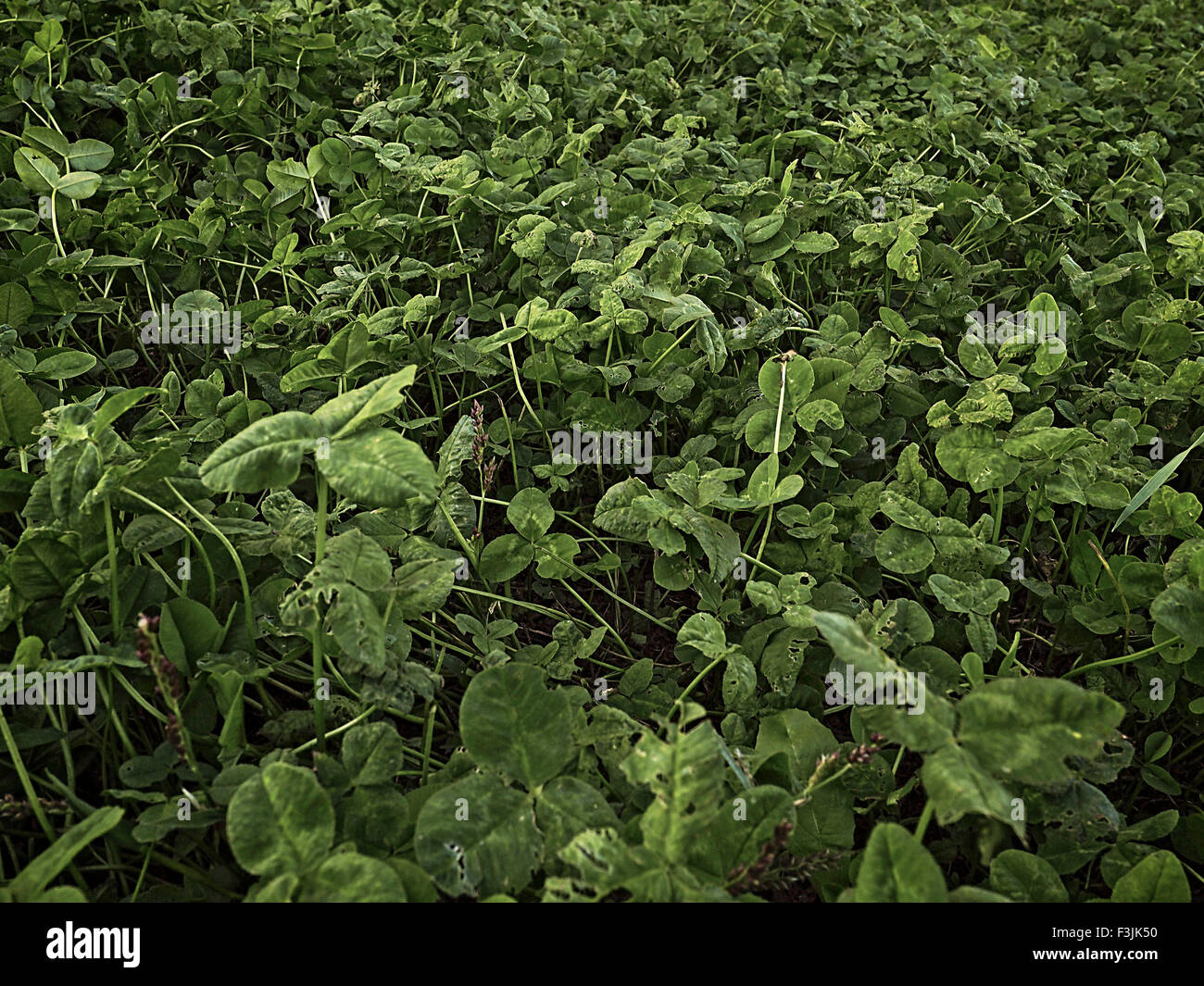 Clover field background Stock Photo - Alamy