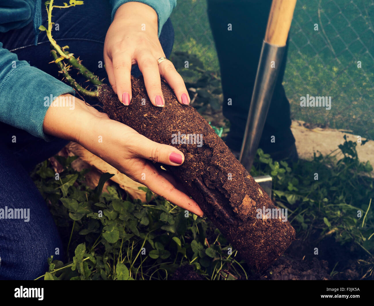 Spring planting. Rose bulb Stock Photo - Alamy