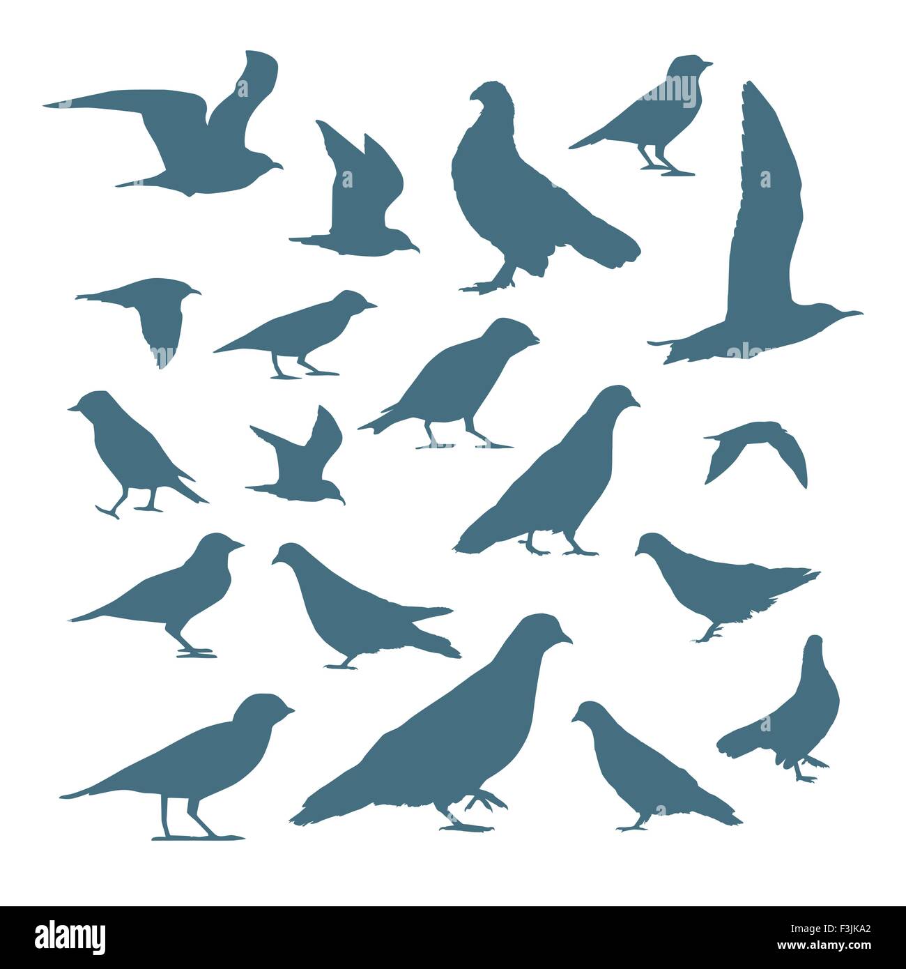 Set of birds Cut Out Stock Images & Pictures - Alamy