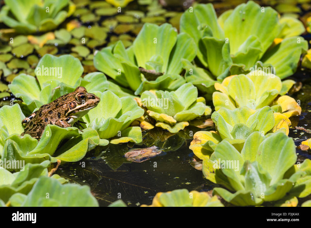 Green Frog in a wetland Stock Photo - Alamy