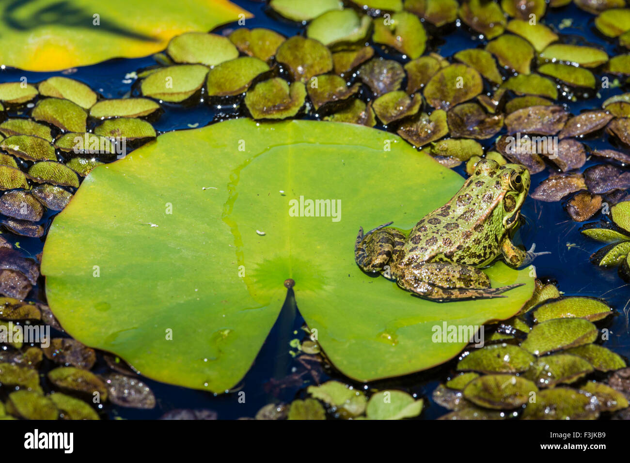 Green Frog in a wetland Stock Photo - Alamy
