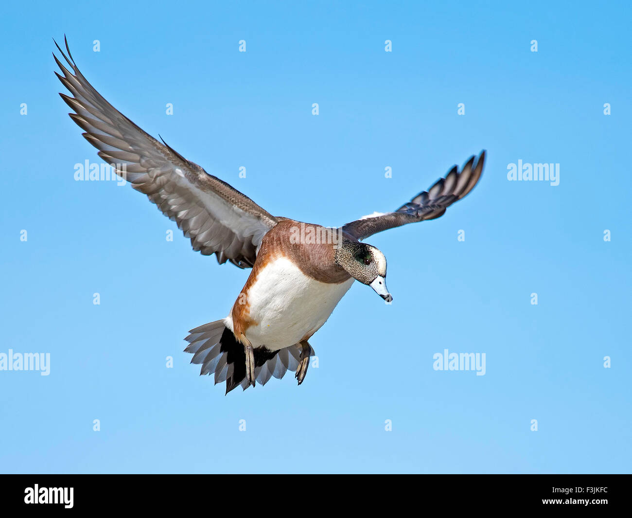 Male american wigeon hi-res stock photography and images - Alamy