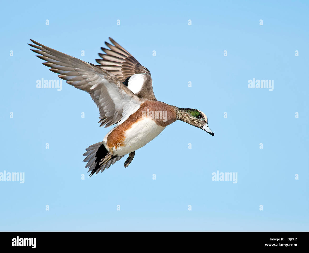 Male American Wigeon In flight Stock Photo - Alamy