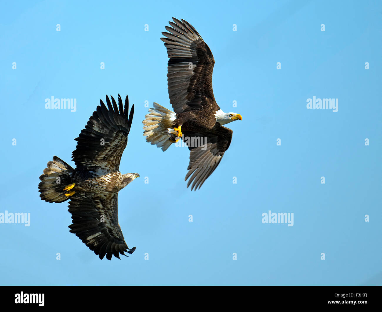 Battle eagle hi-res stock photography and images - Alamy