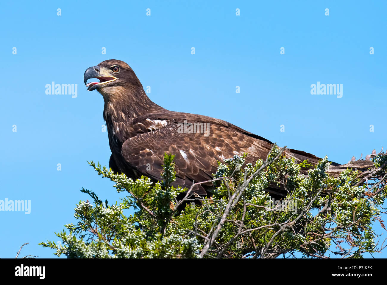 Juvenile Bald Eagle in Tree Stock Photo - Alamy