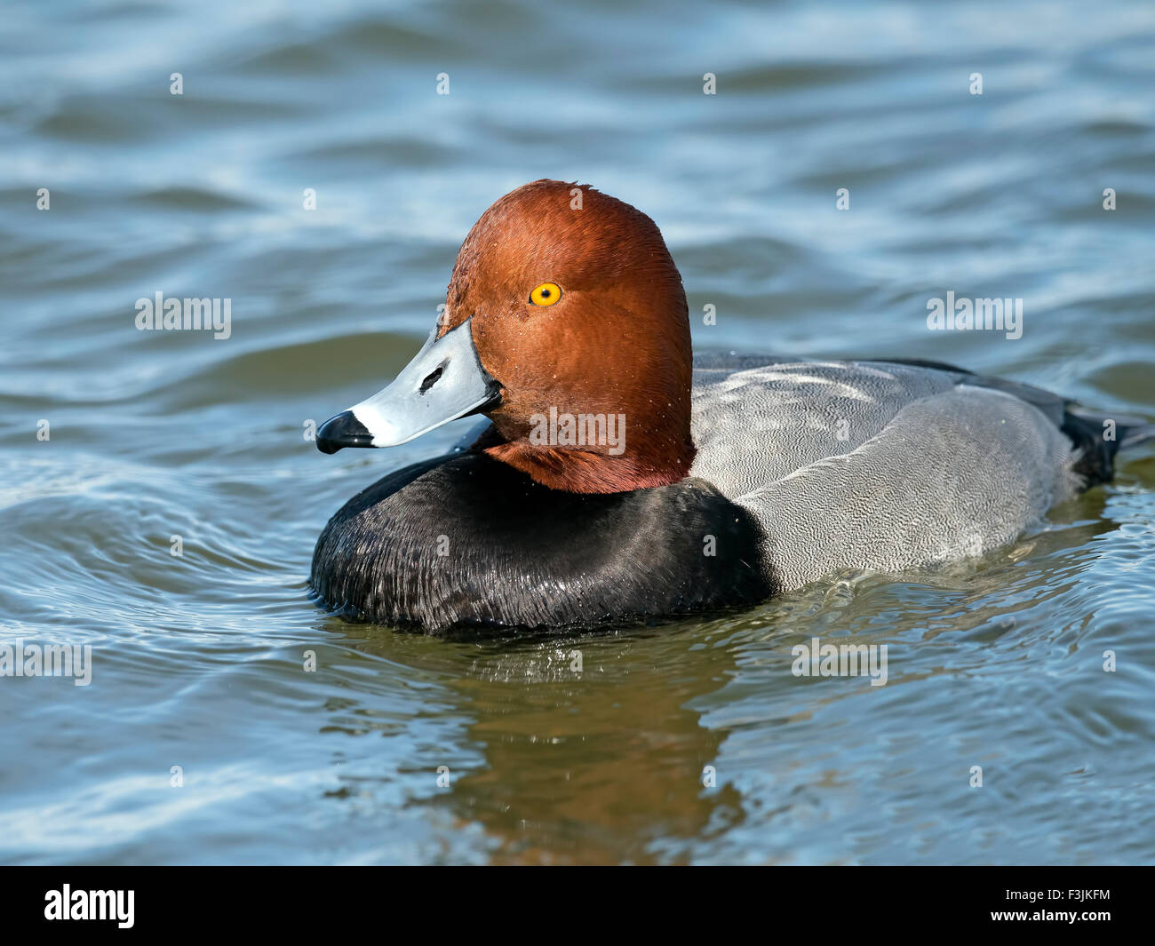 Red head redhead red head hi-res stock photography and images - Alamy