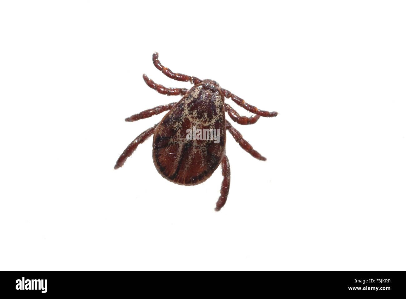 Stained tick Cut Out Stock Images & Pictures - Alamy