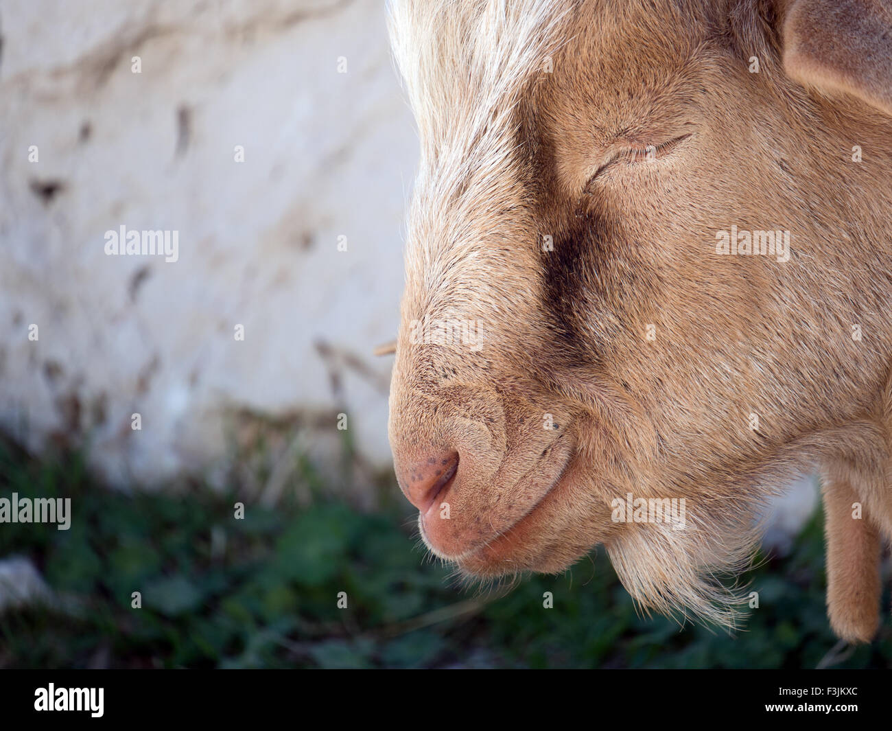A billy (male) goat sleeping in the shade of rocks beside the "Route ...