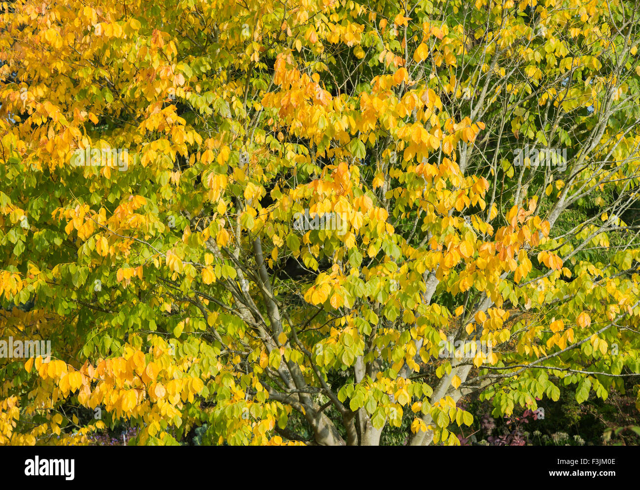 Cladrastis kentukea . Kentucky yellowwood / American yellowwood tree ...