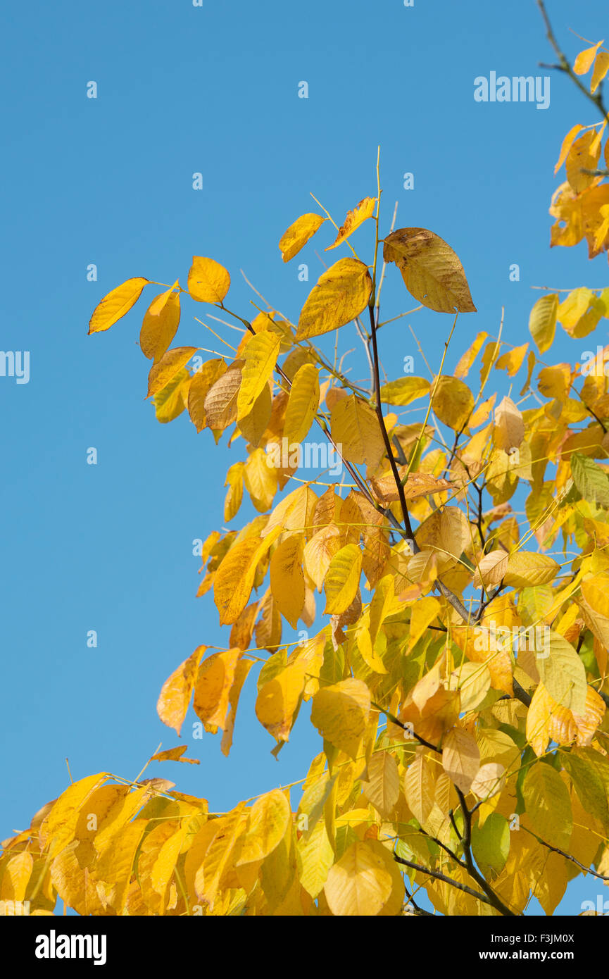 Yellowwood tree hi-res stock photography and images - Alamy