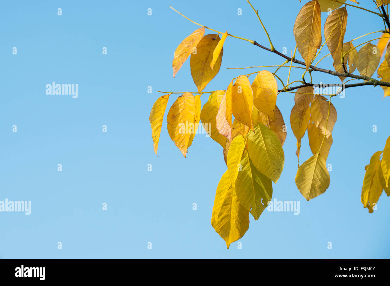 Yellowwood tree hi-res stock photography and images - Alamy