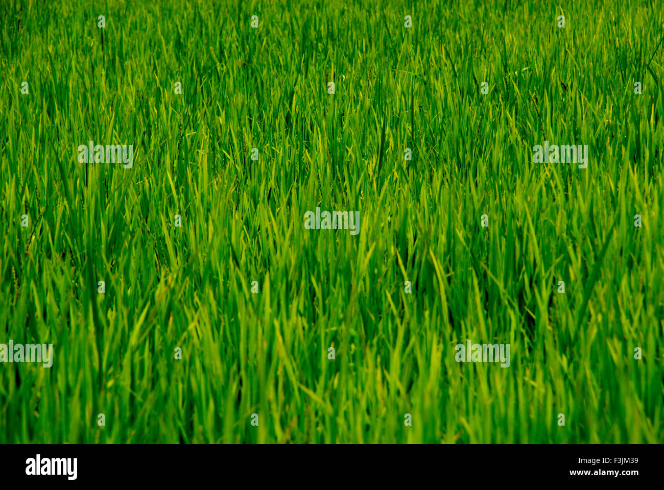 Rice Field at Sonmarg ; Jammu & Kashmir ; India ; Asia Stock Photo - Alamy