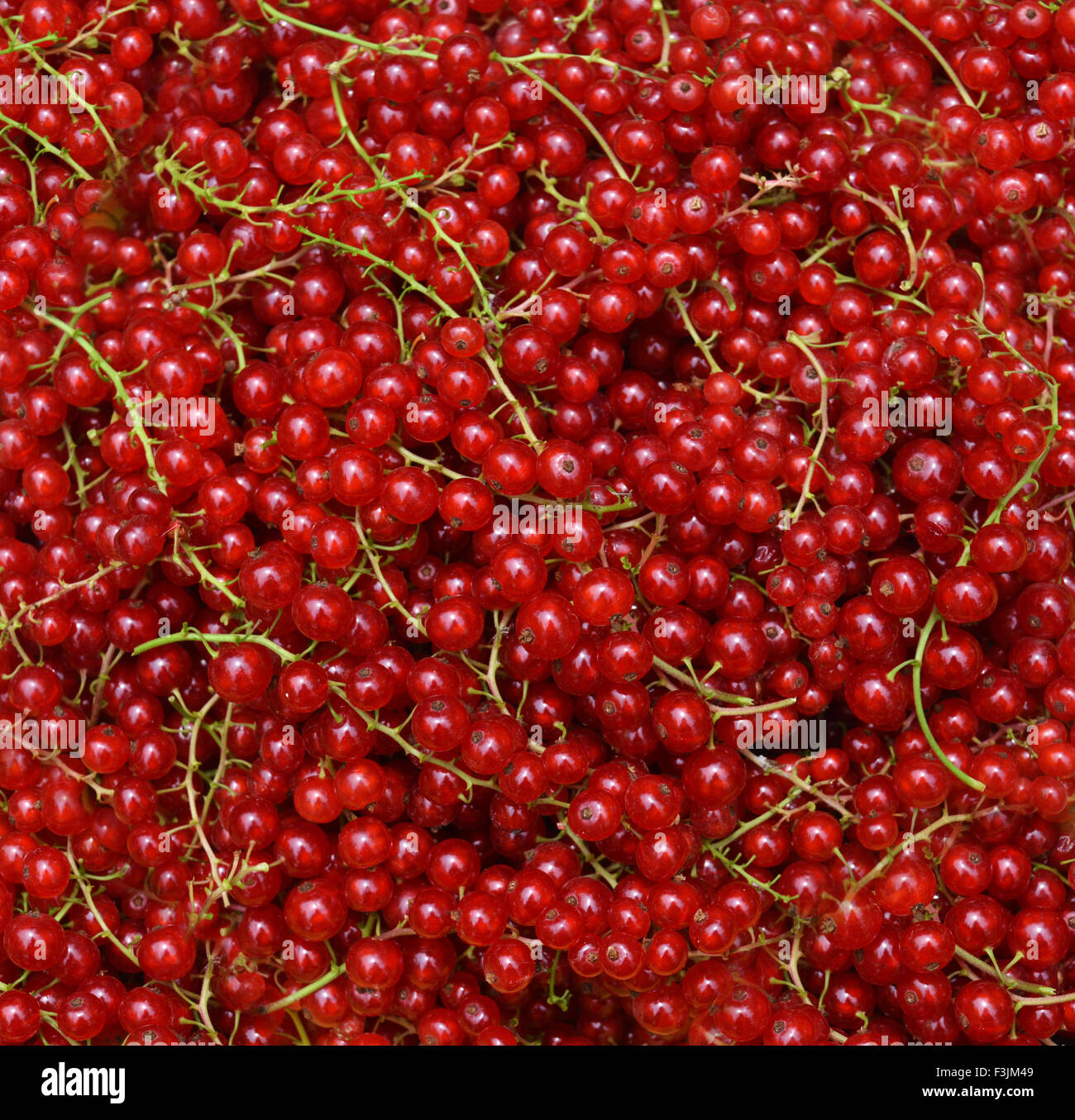 Redcurrent hi-res stock photography and images - Alamy