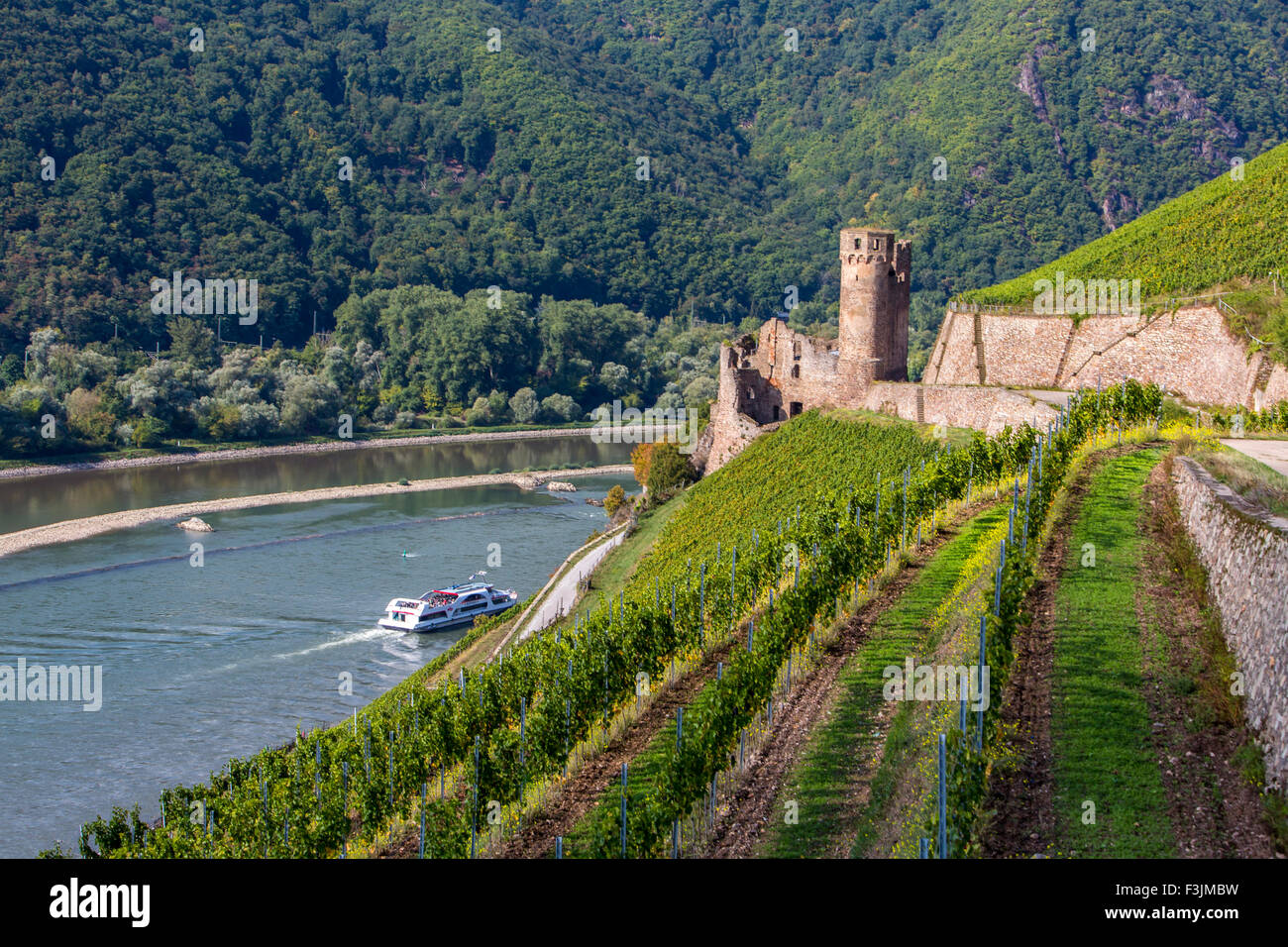 Ruins of Ehrenfels Castle in the Upper Middle Rhine Valley, overlooking ...