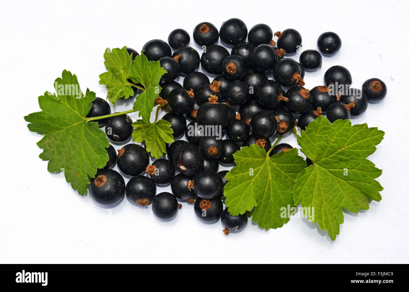 Blackcurrant with leaves Stock Photo - Alamy