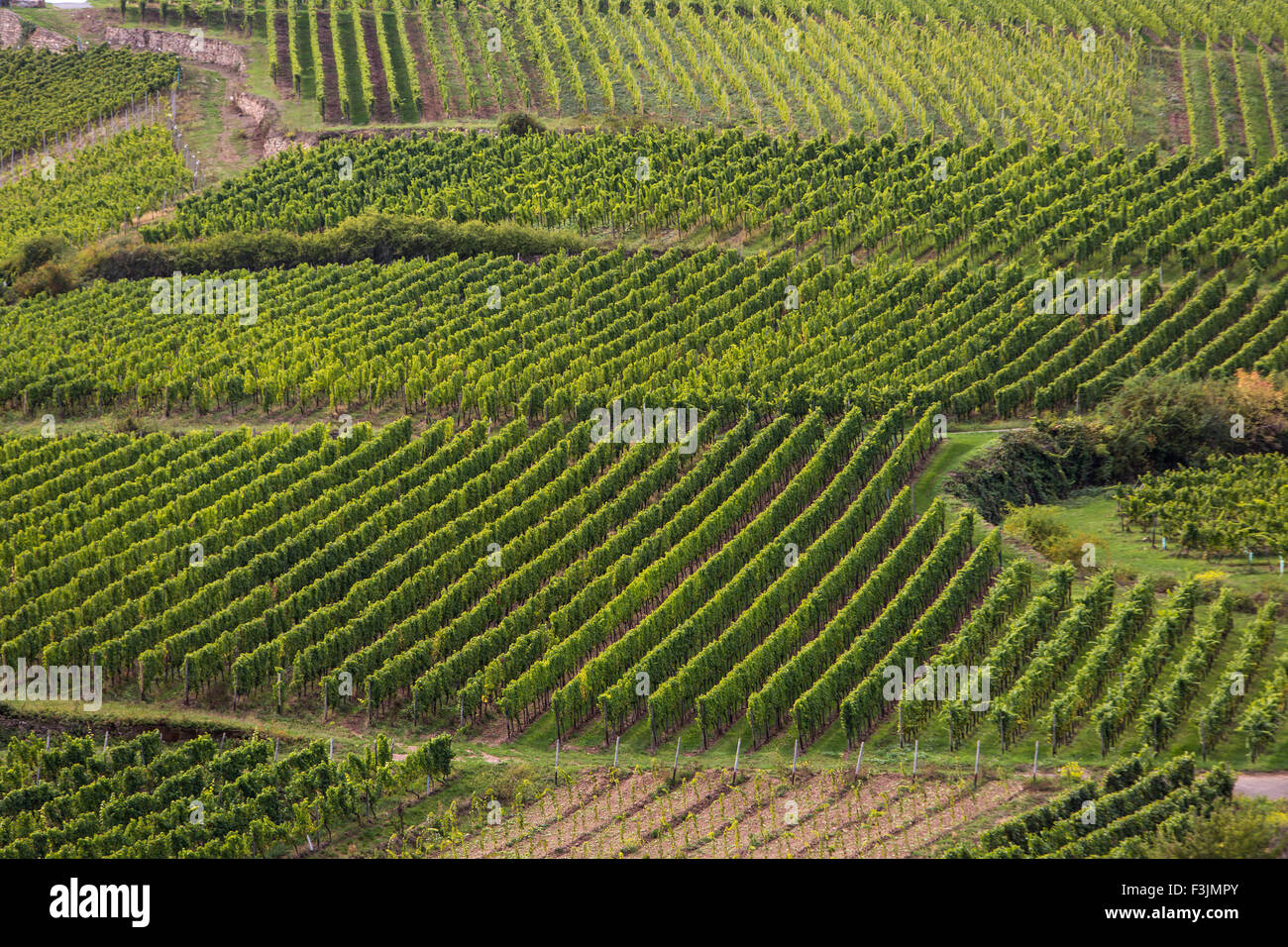 Vineyard, in the Rüdesheim Hills, above Rhine river, Upper Middle Rhine ...