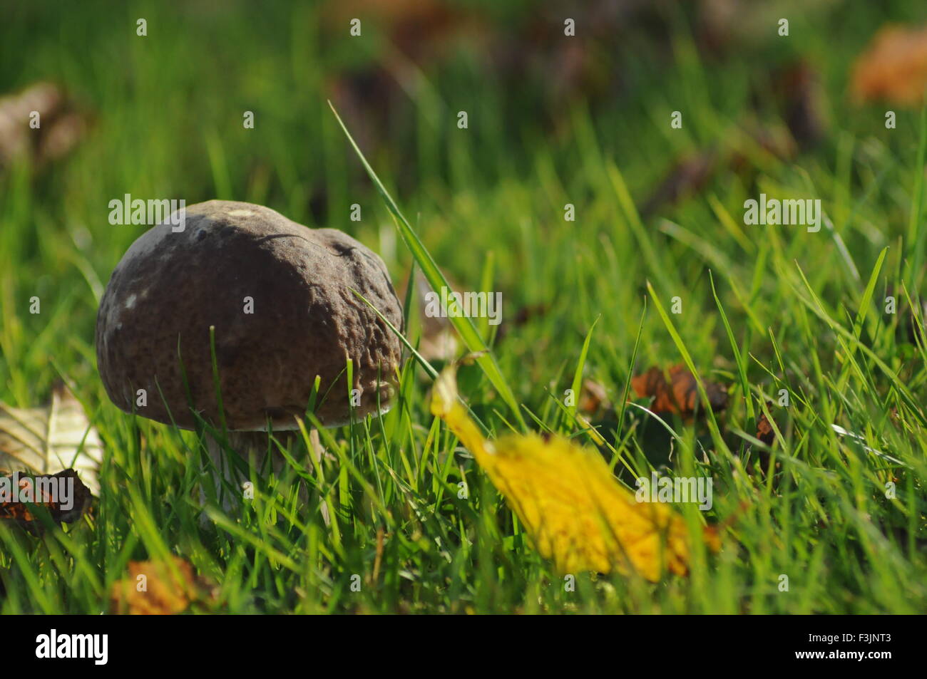 Little pops hi-res stock photography and images - Alamy