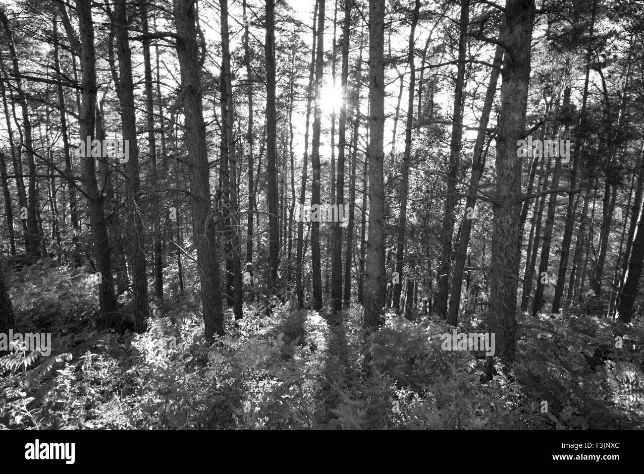 Light peeking through trees Black and White Stock Photos & Images - Alamy