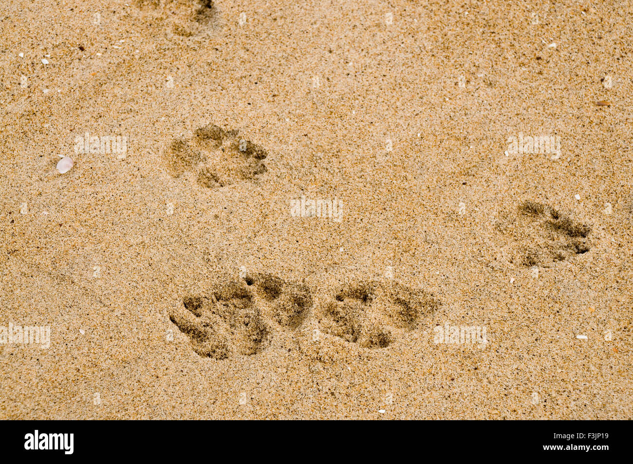 animal foot marks on Devbaugh beach Sindhudurgh Maharashtra India Stock ...