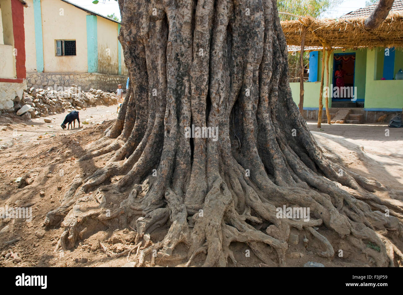 Huge tree village india hi-res stock photography and images - Alamy