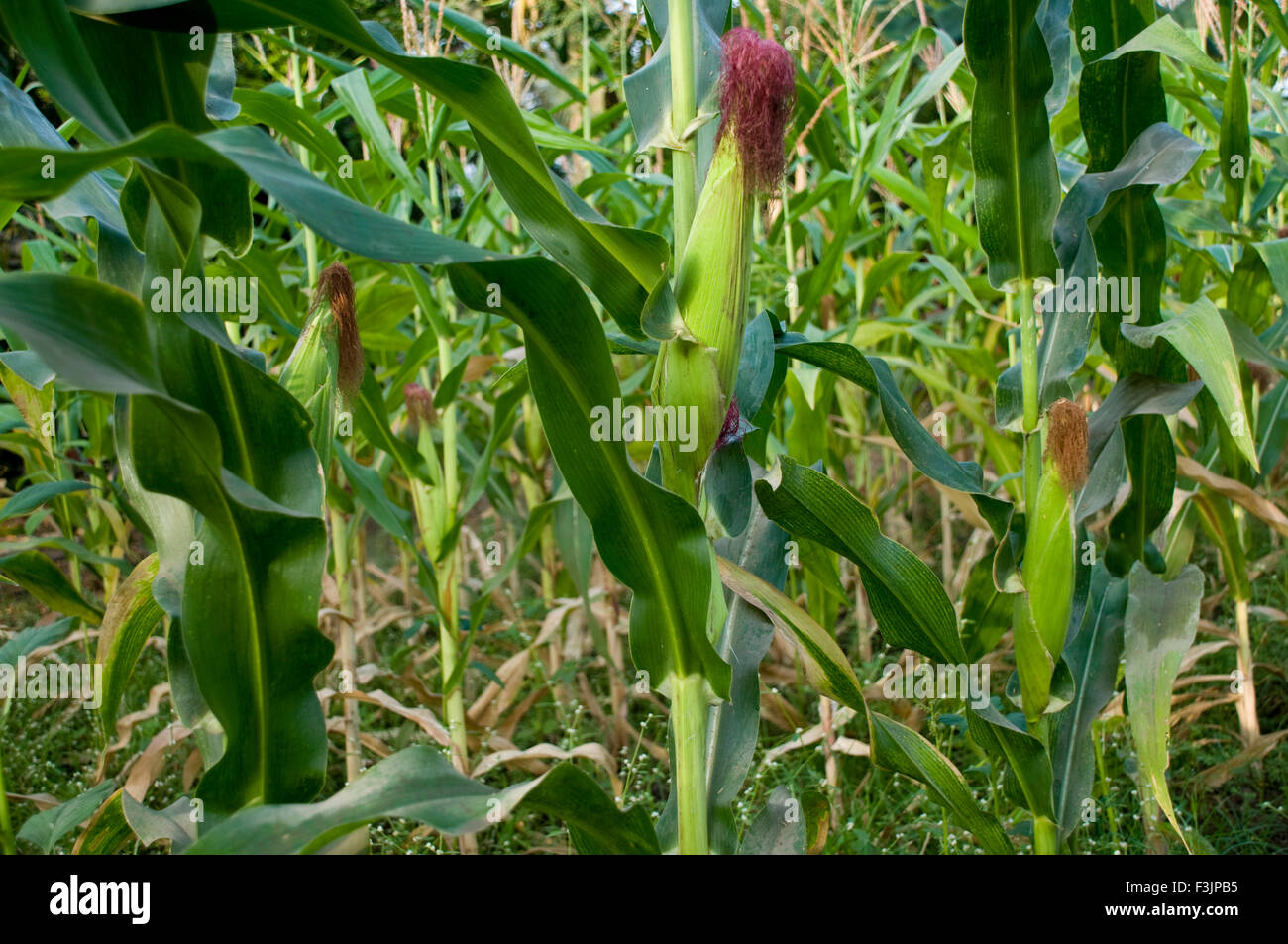 Maiz growing hi-res stock photography and images - Alamy