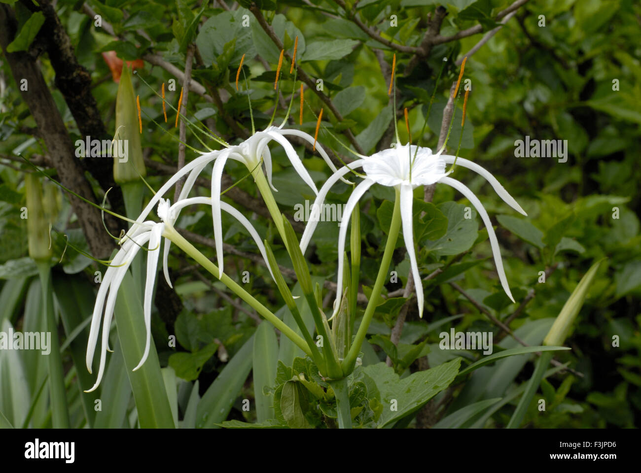 Lily Flowers three of small White Bell Mahabaleshwar Satara Maharashtra ...