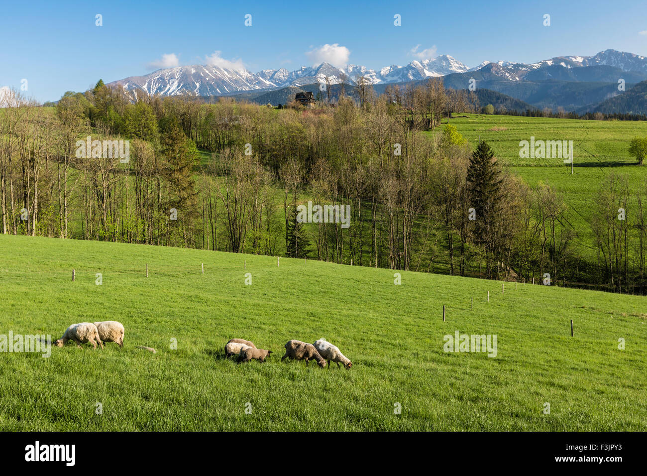 Panorama of Tatra Mountains in spring time, Poland Stock Photo - Alamy