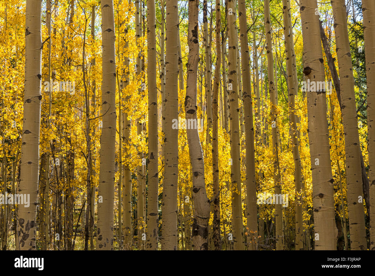 Aspen grove hi-res stock photography and images - Alamy