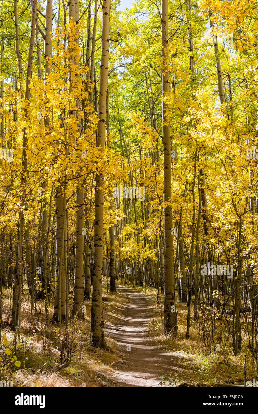 Colorful Aspens trees line the Colorado Trail in full Autumn color as ...