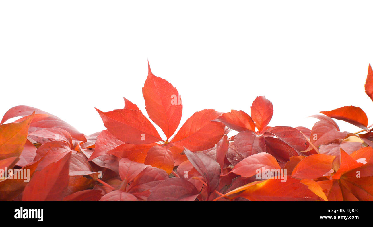 Autumn red leaves white background Stock Photo - Alamy