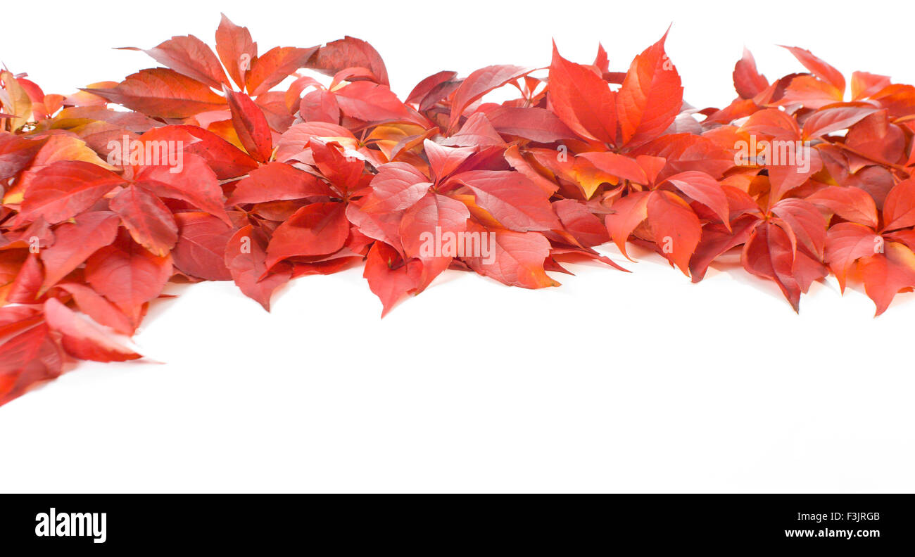 Autumn red falls leaves border Stock Photo - Alamy