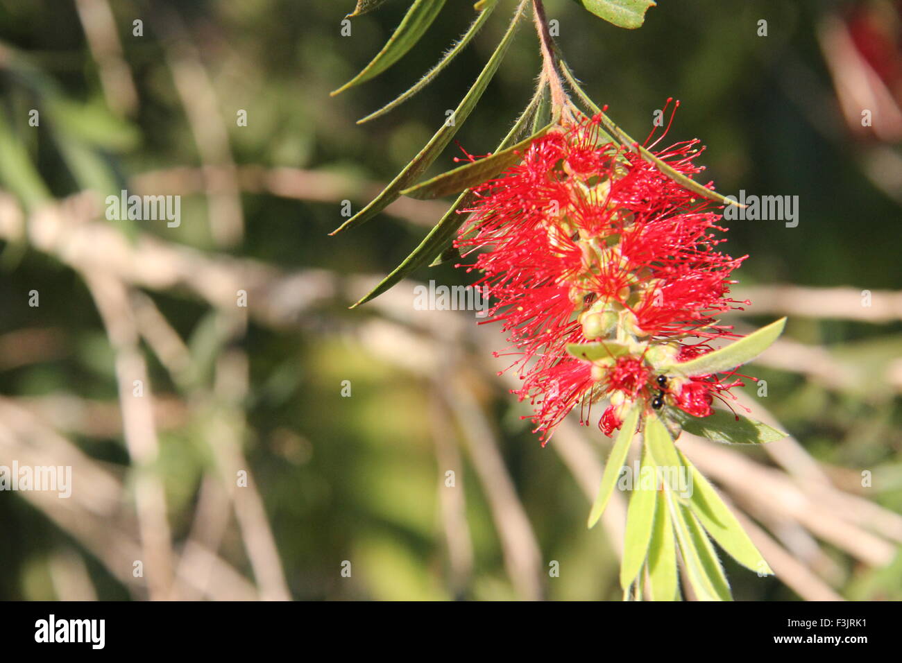 Australian green flower hi-res stock photography and images - Alamy