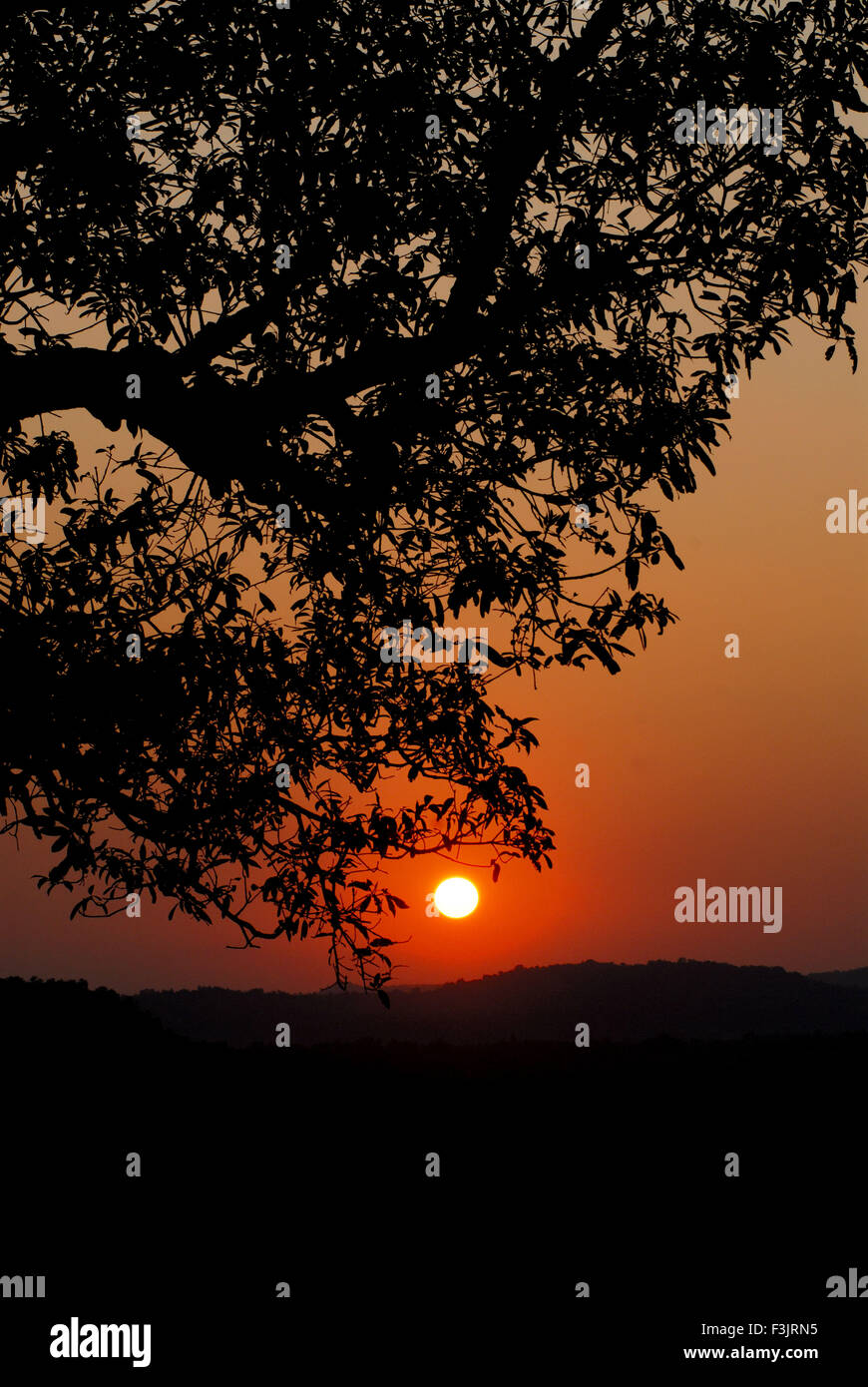 Sunset behind tree and mountain ranges of Sahyadri view from Vashishti ...