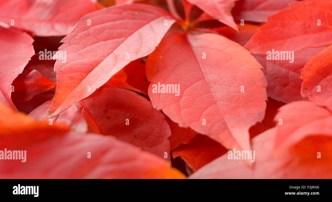 Autumn fall leaves natural background Stock Photo - Alamy