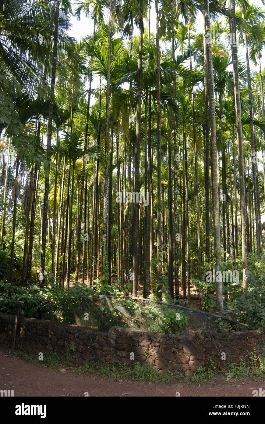 Farm of Areca palms palm which produce betel nuts at Hedvi Konkan ...