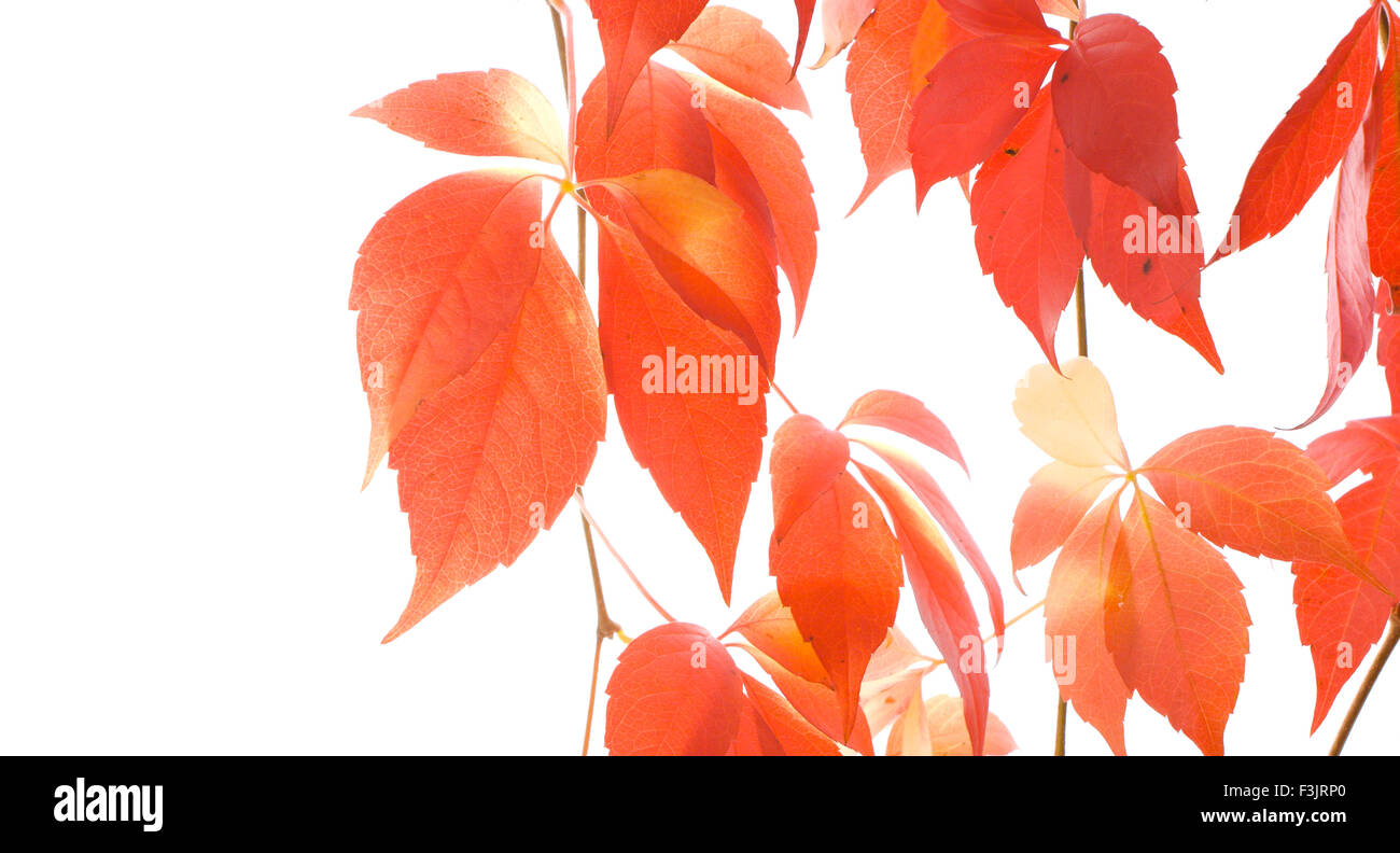 Beautiful autumn red falls leaves Stock Photo - Alamy