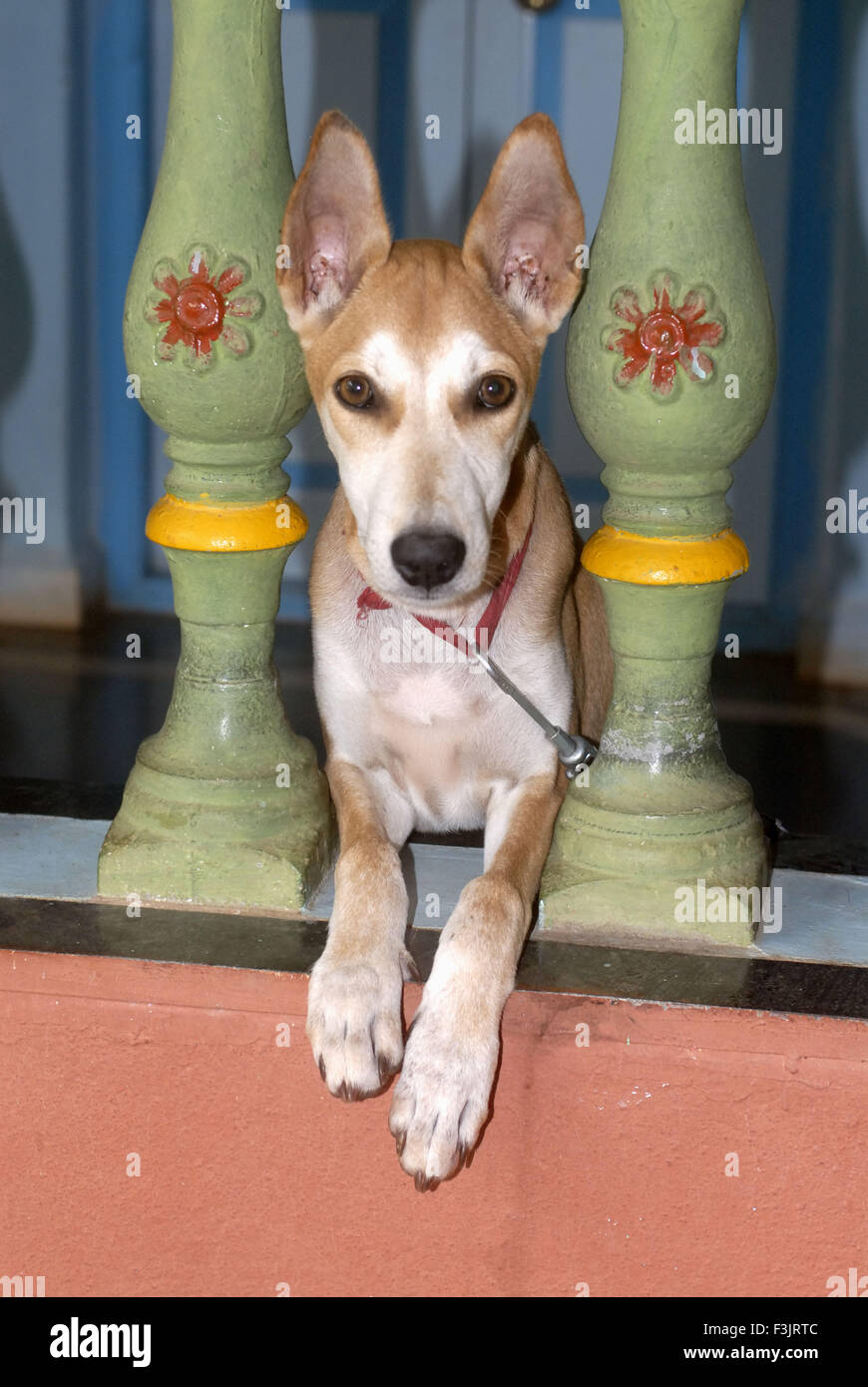 Dog watching decorated pillars balcony Kunkeshwar Konkan Sindhudurg ...