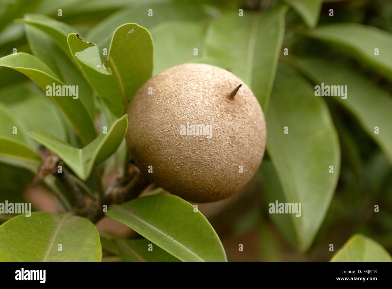 Chiku fruit tree Kunkeshwar Konkan Sindhudurg Maharashtra India Stock ...